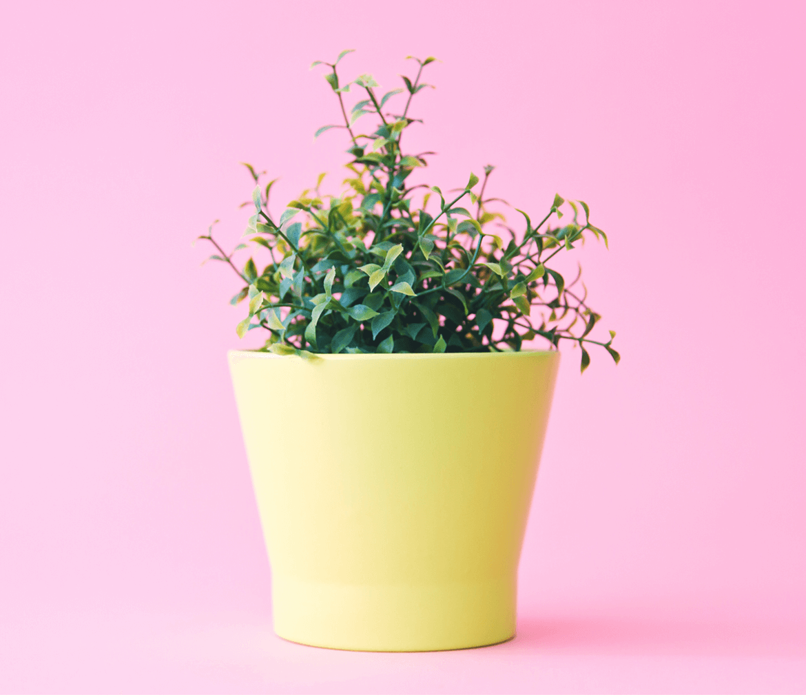 Gallery Image 03 | PMTA Setup